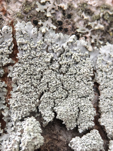 Physcia clementei · iNaturalist United Kingdom