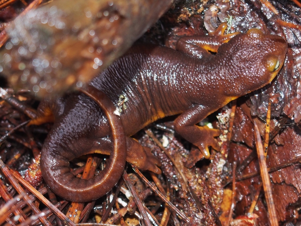 California Newt from Santa Cruz Co. CA on December 12, 2014 by James ...