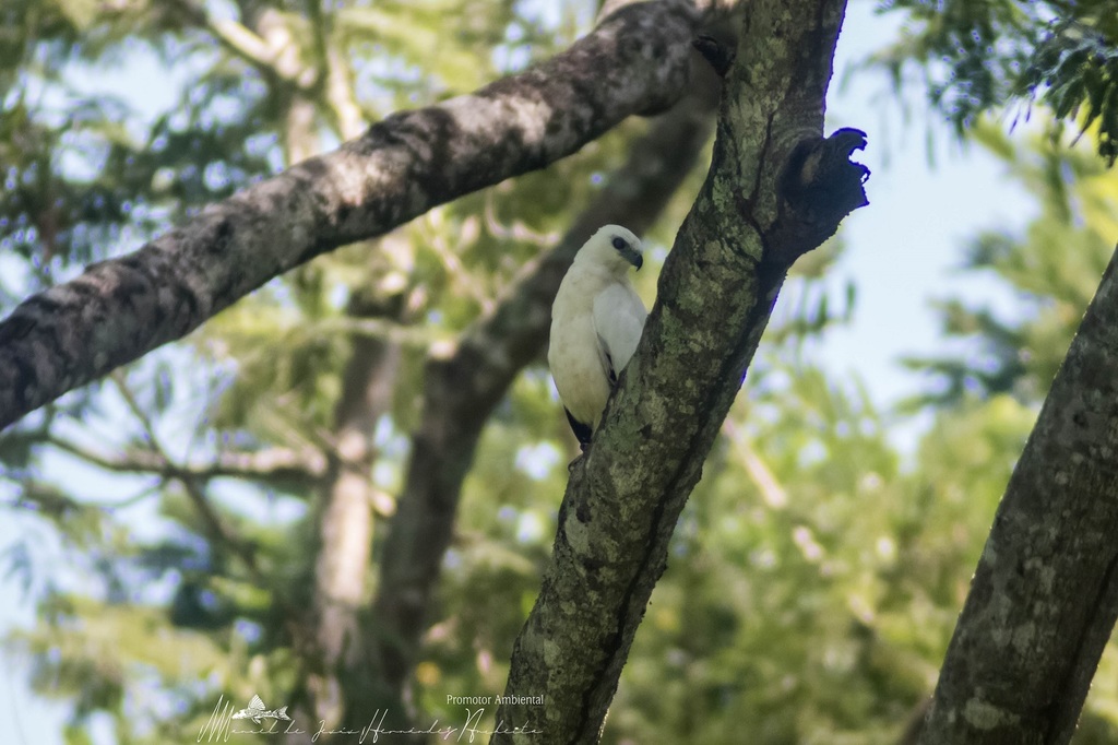 White Hawk from Palenque, Chis., México on July 08, 2021 at 10:49 AM by ...