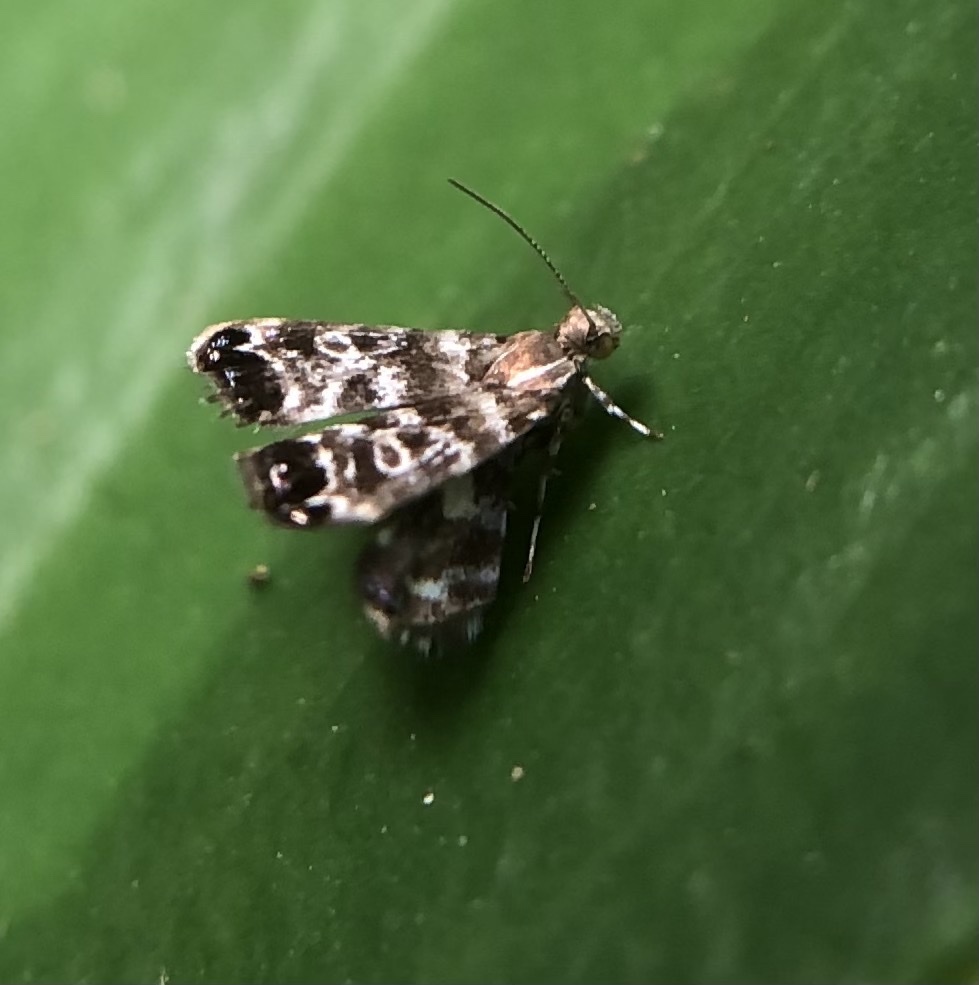 Peacock Moths from Puerto Rico, Corozal, PR, US on July 8, 2021 at 01: ...