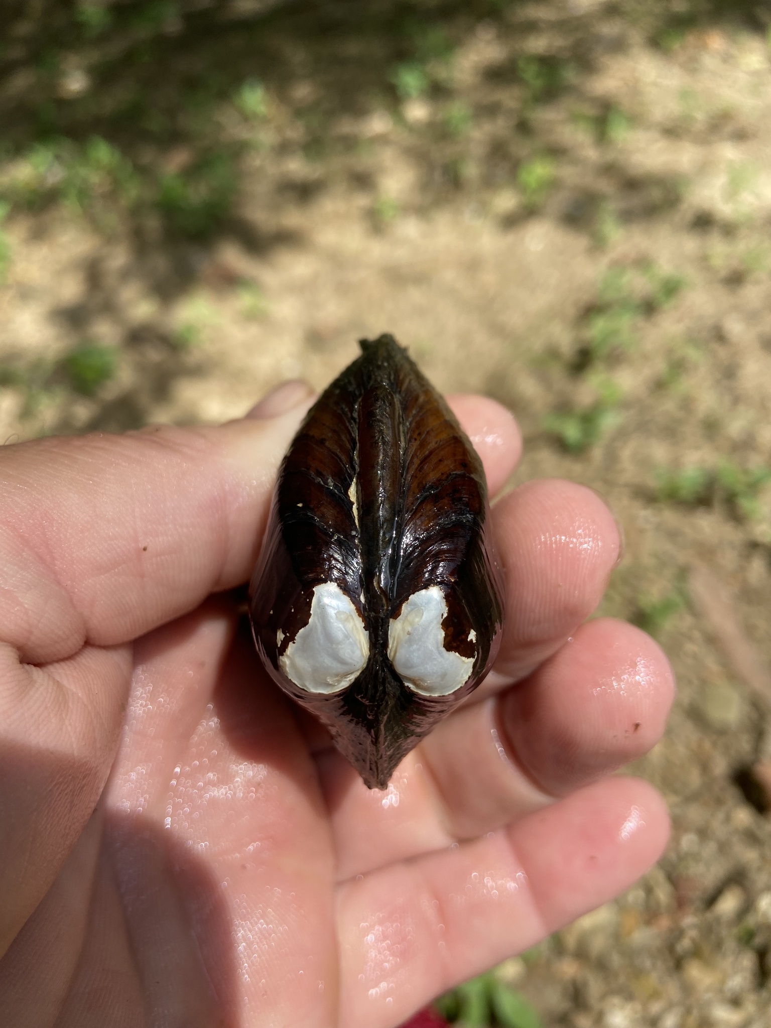 Fusconaia cor (Conrad, 1834)