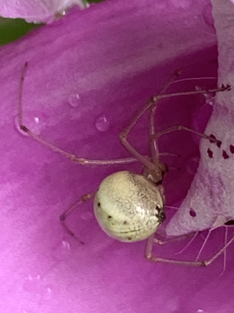 Common candy-striped spider from Hajom, Västra Götaland, SE on July 06 ...