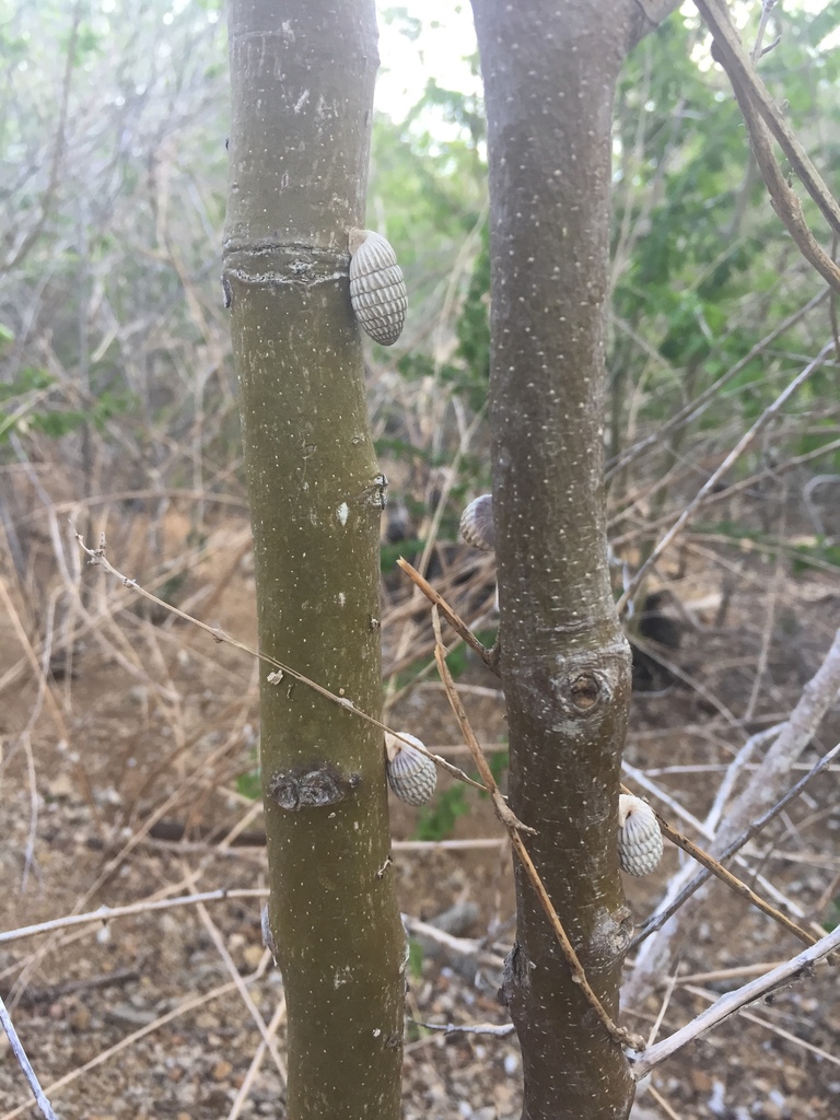 Cerion uva from Curaçao, CW on October 13, 2016 at 05:32 PM by Drew ...