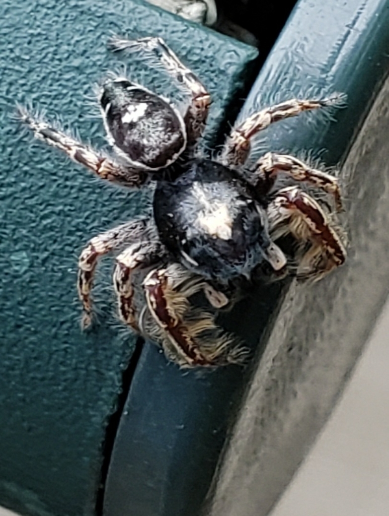 Putnam's Jumping Spider from Regina, VA 22503, USA on July 08, 2021 at ...