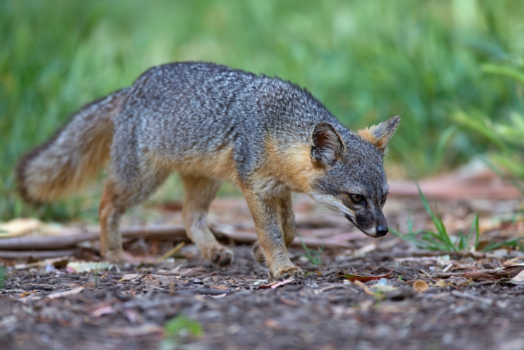 Santa Cruz Island Fox (Southern California) · iNaturalist