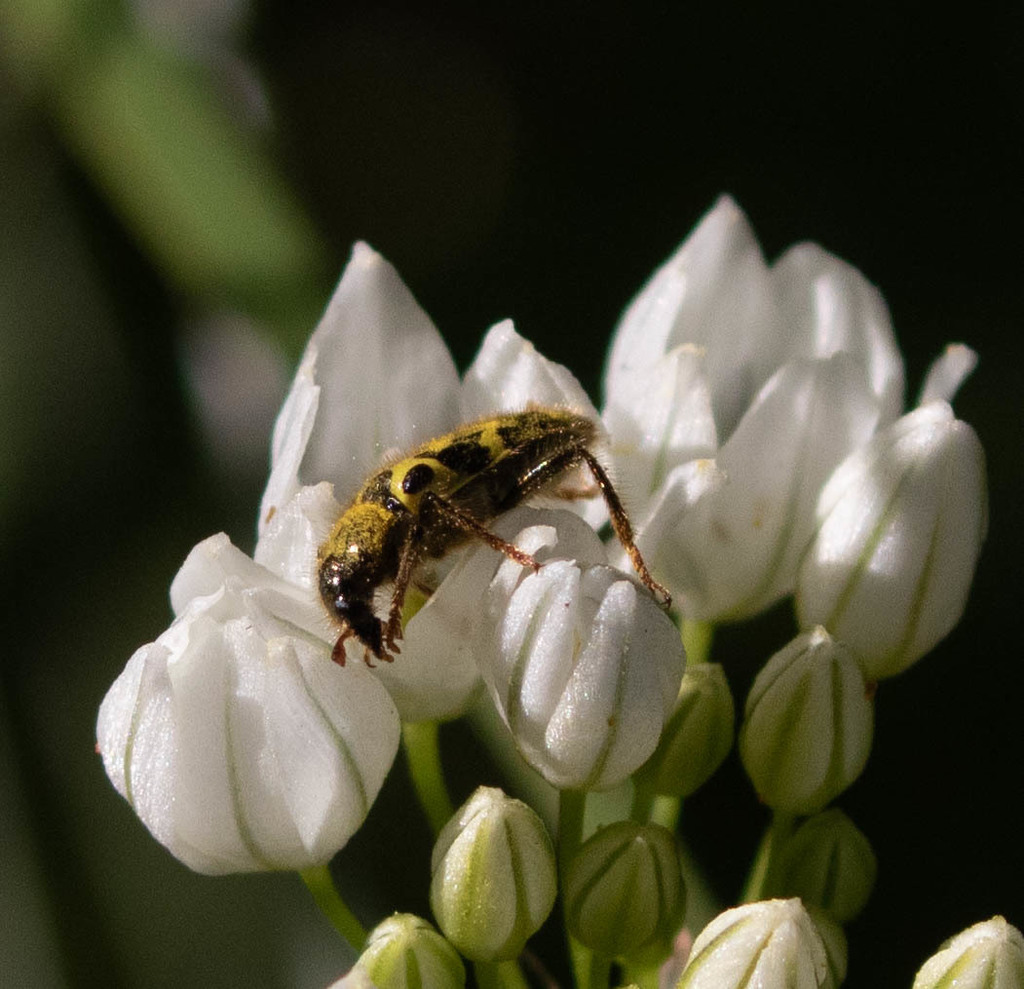 Ornate Checkered Beetle from Plumas, California, United States on July ...