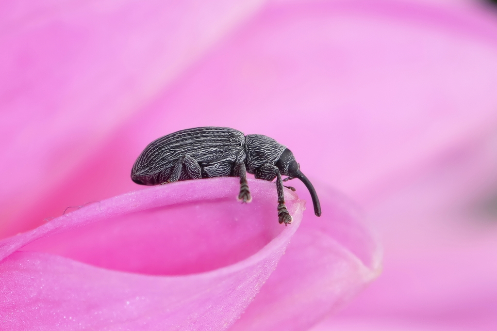 Pine Gall Weevil from Bohemia, NY 11716, USA on July 8, 2021 at 09:27 ...