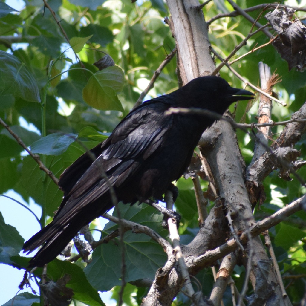 American Crow from Ulistac Natural Area, CA, USA on July 07, 2021 at 11 ...
