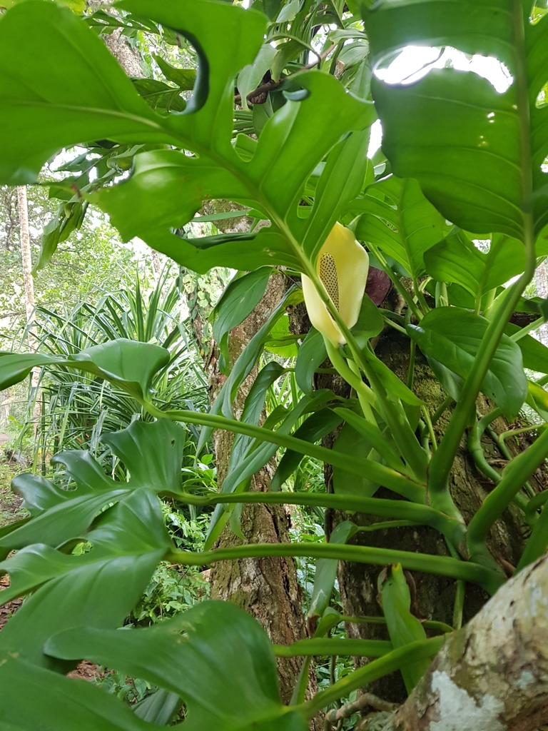 Monstera dissecta from Limón Province, Punta Uva, Costa Rica on July 8 ...