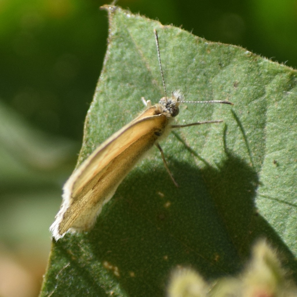 California Ringlet from Santa Clara County, CA, USA on July 08, 2021 at ...