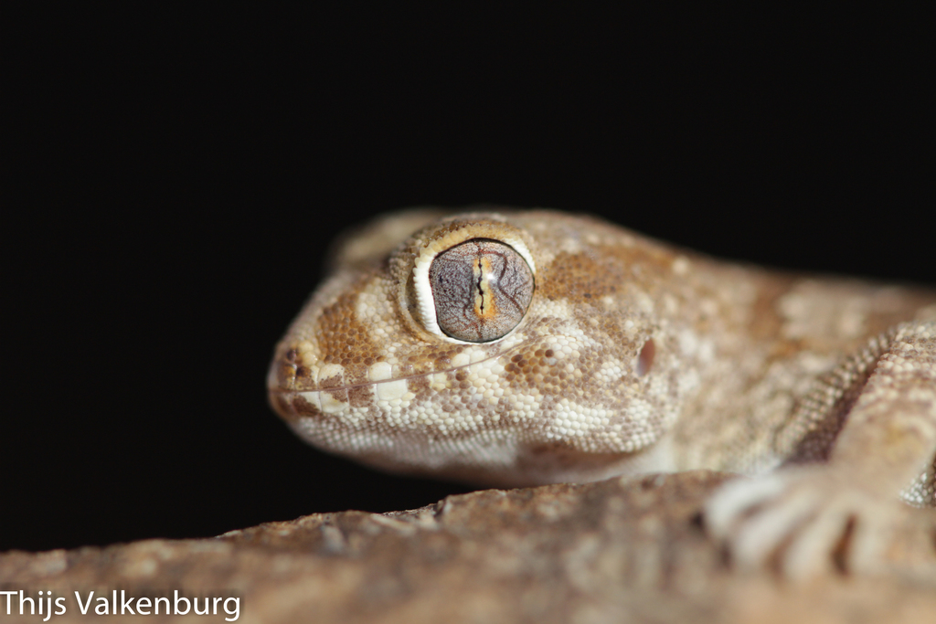Northern Elegant Gecko from Marrocos on May 23, 2014 at 08:29 AM by ...
