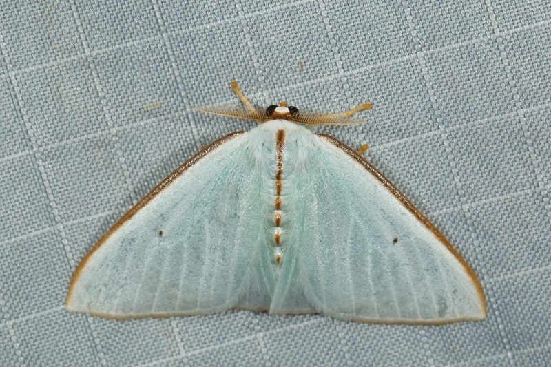 Arctornis dorsalineatus from Stephens Place, Frasers Hill (2) on April ...