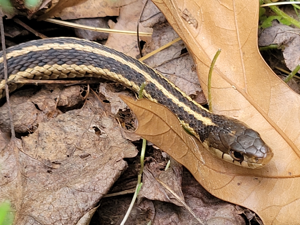 Eastern Garter Snake in April 2021 by Caitlin · iNaturalist