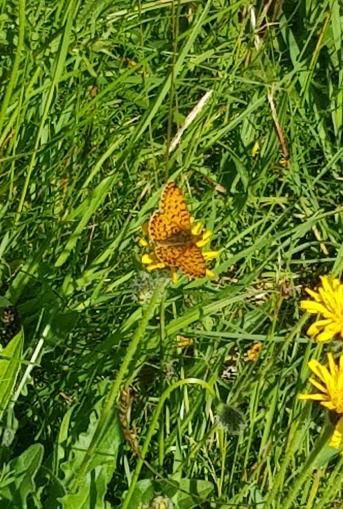Eurasian Silver-bordered Fritillary from Waskerley, Consett DH8 9HR, UK ...