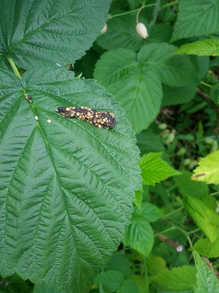 Birds in July 2021 by Pam Phillips. Looks like the birds are eating my ...