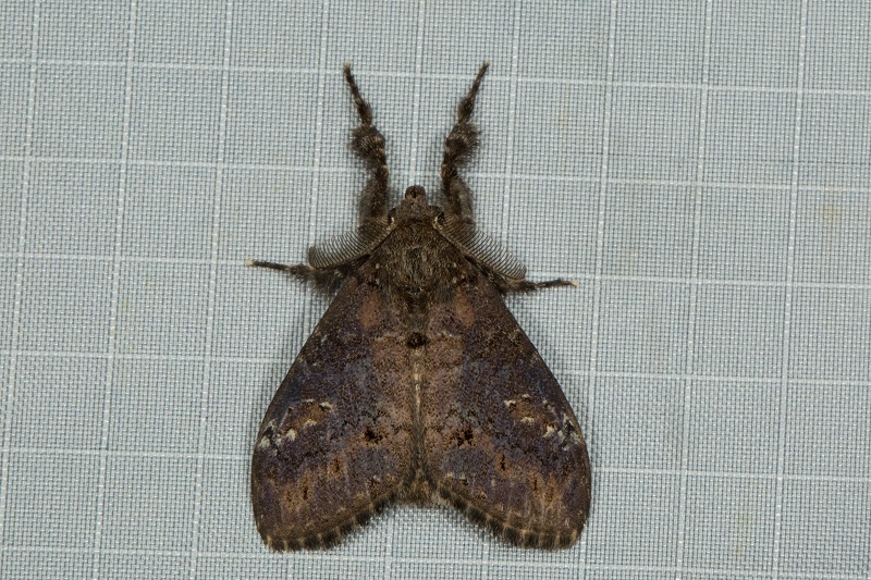 Cocoa Tussock Moth from Stephens Place, Frasers Hill (2) on April 28 ...