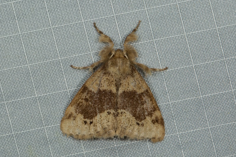 Rhypotoses glebula from Stephens Place, Frasers Hill (2) on April 29 ...