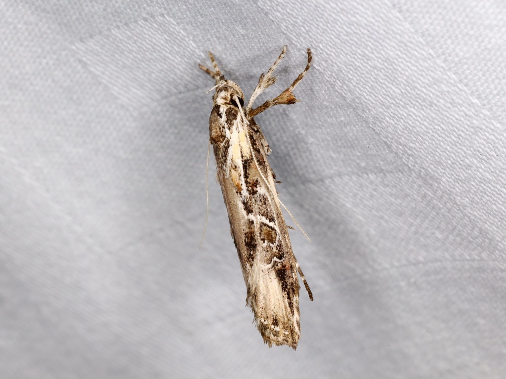 Casmara patrona from 香港魔鬼山 on July 7, 2021 at 10:14 PM by sk2 · iNaturalist