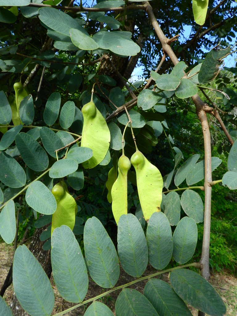Tipuana tipu (Tenerife Plants Fabales) · iNaturalist
