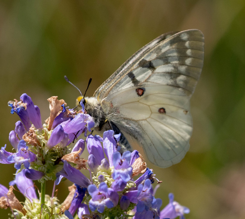 Clodius Parnassian from Drakesbad Area, Lassen Volcanic National Park ...