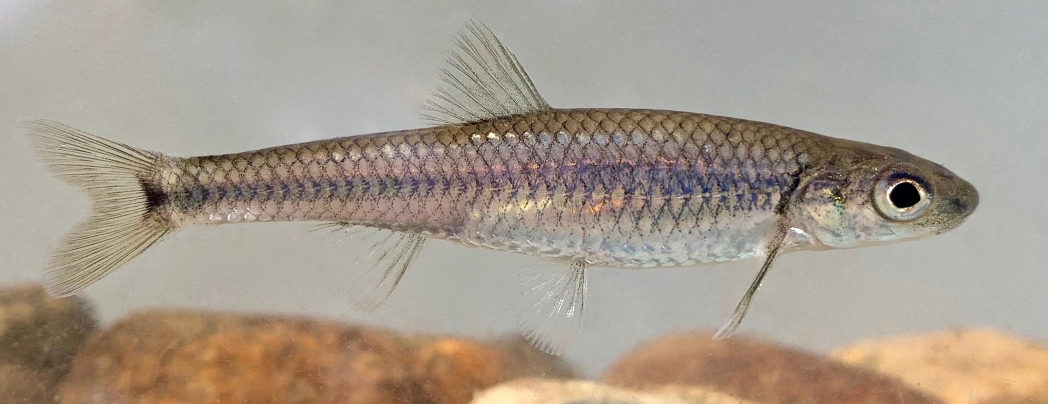 Notropis spectrunculus (Cope, 1868)