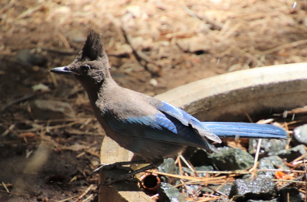 Steller's Jay from Azalea Glen Trail, San Diego County, CA, USA on July ...