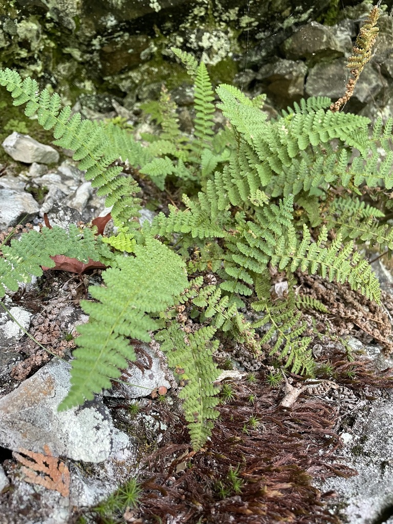 fragrant wood fern in June 2021 by Daniel Spada · iNaturalist