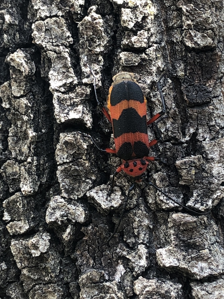 Megapurpuricenus magnificus from Coronado National Forest, Hereford, AZ ...