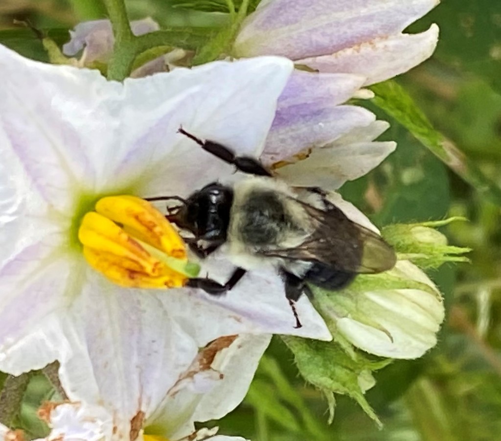 Common Eastern Bumble Bee from Along New River, US Hwy 460, Giles Co ...