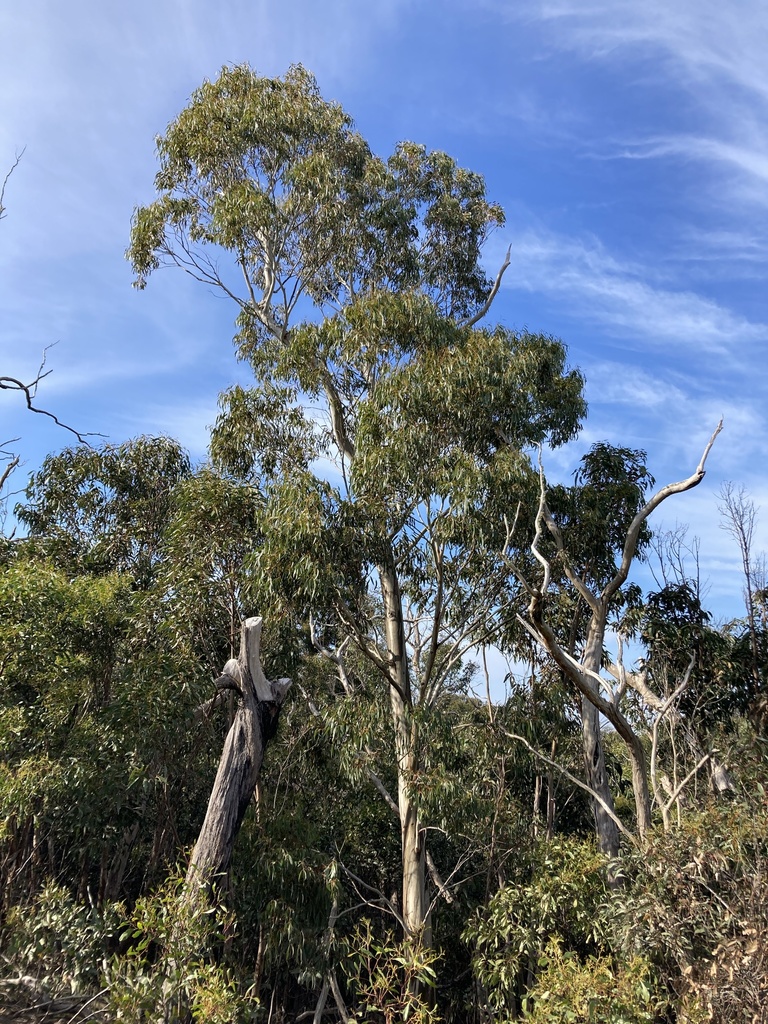 South Australian Blue Gum from Brisbane Ranges National Park, Staughton ...