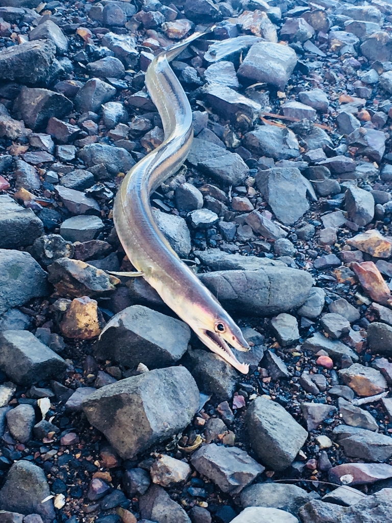 Common Pike-conger from Banora Point NSW 2486, Australia on January 18 ...
