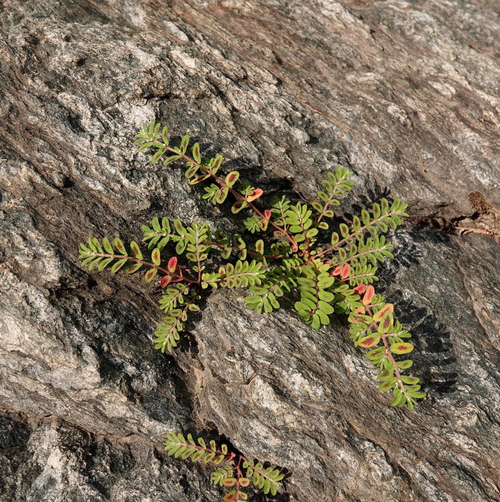 Spotted spurge from Potomac, MD, USA on July 5, 2021 at 11:59 AM by ...