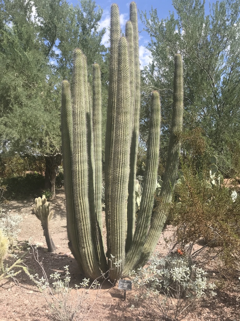 saguaro from Dreamy Draw Loop Trail, Phoenix, AZ, US on September 25 ...