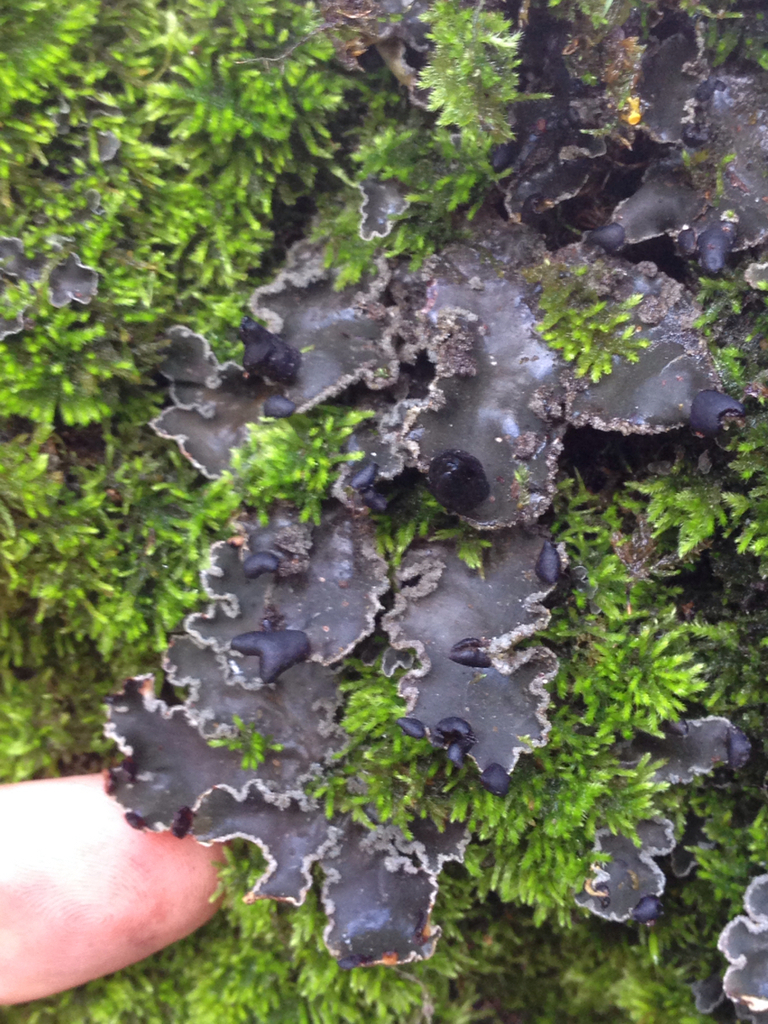 tree pelt lichen from San Francisco State Fish and Game Refuge, Half ...