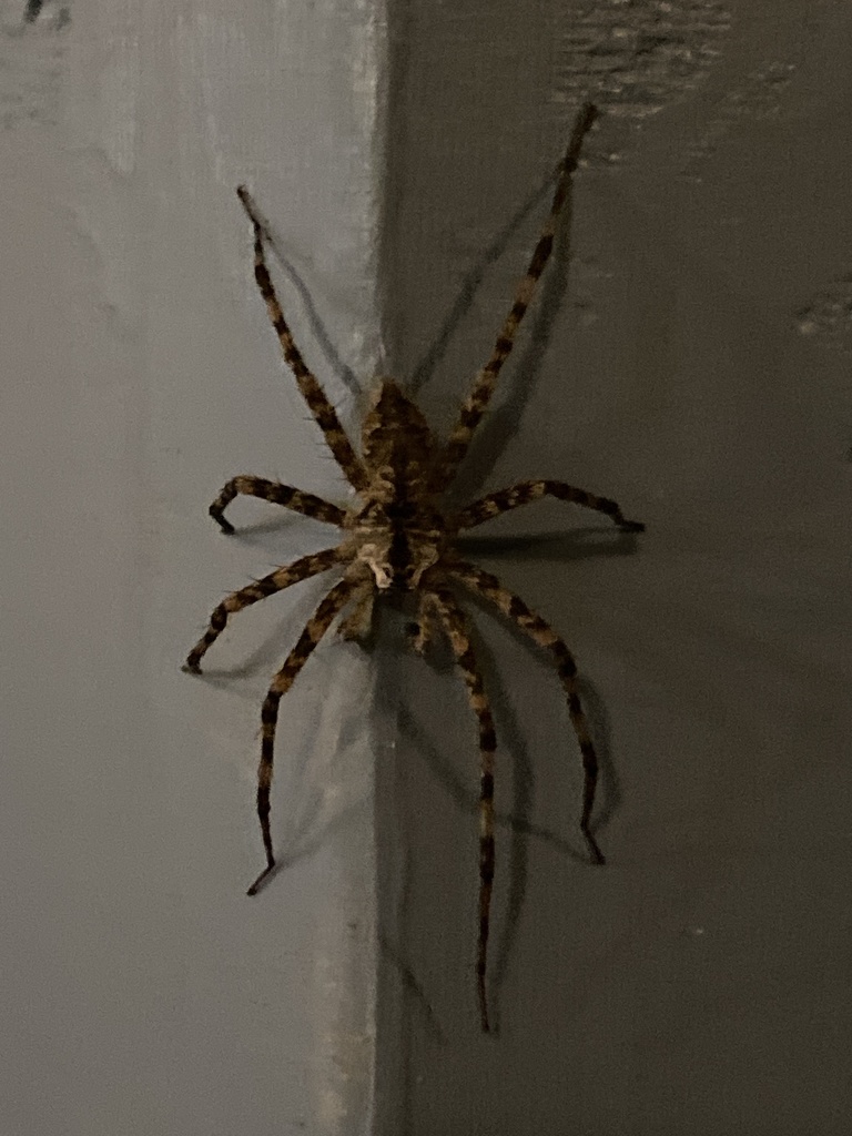 White-banded Fishing Spider from David Fort Rd, Argyle, TX, US on July ...