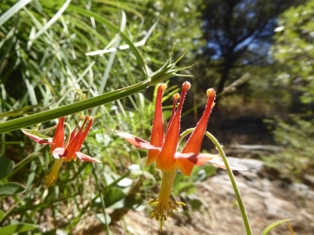 western columbine from San Diego County, CA, USA on July 06, 2021 at 09 ...
