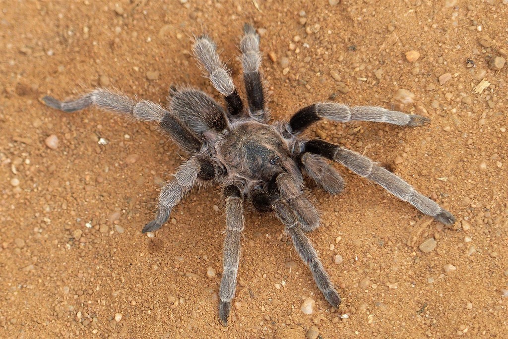 Southeast Asian Tarantulas from Soi Ban Nong Khieo, Tambon Mueang Na ...