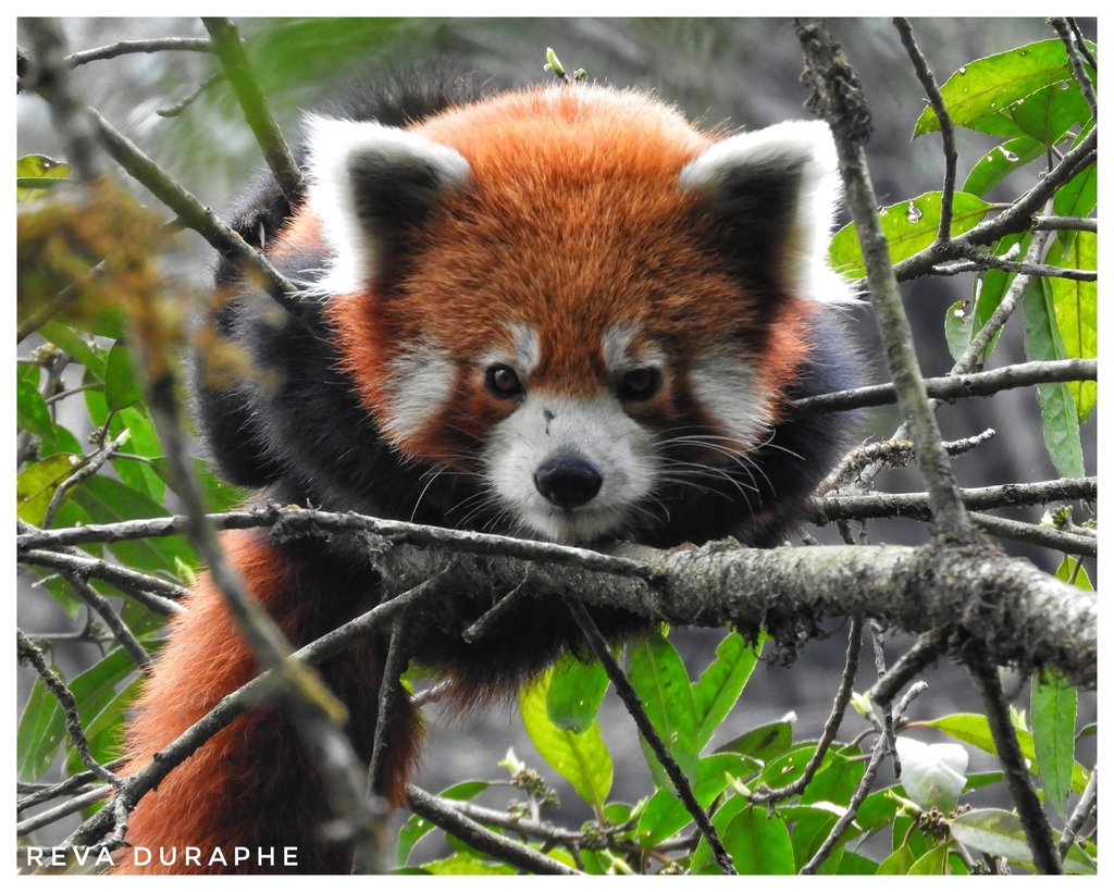 Himalayan Red Panda in April 2021 by Reva Duraphe · iNaturalist