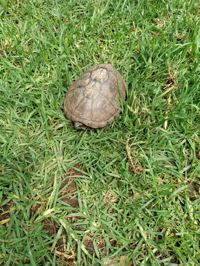 Mexican Mud Turtle from Huasca de Ocampo on July 8, 2021 at 12:04 PM by ...