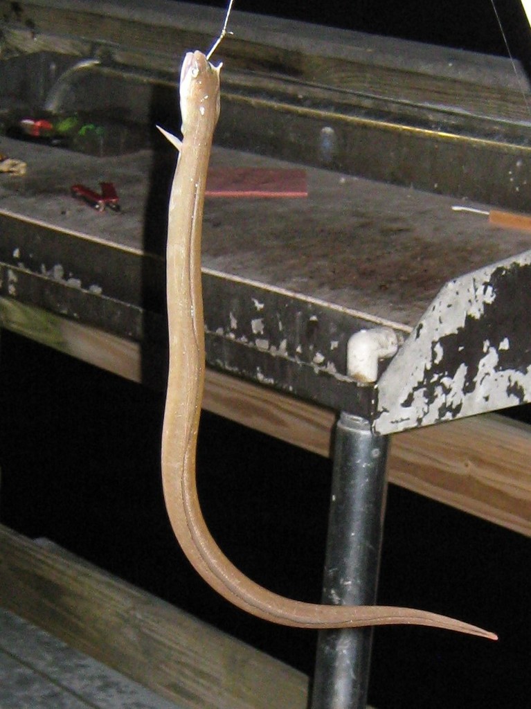 Shrimp eel from Dunedin, FL, USA on August 20, 2015 at 08:58 PM by F ...