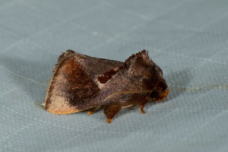 Slug Caterpillar Moths from Stephens Place, Frasers Hill (2) on April ...