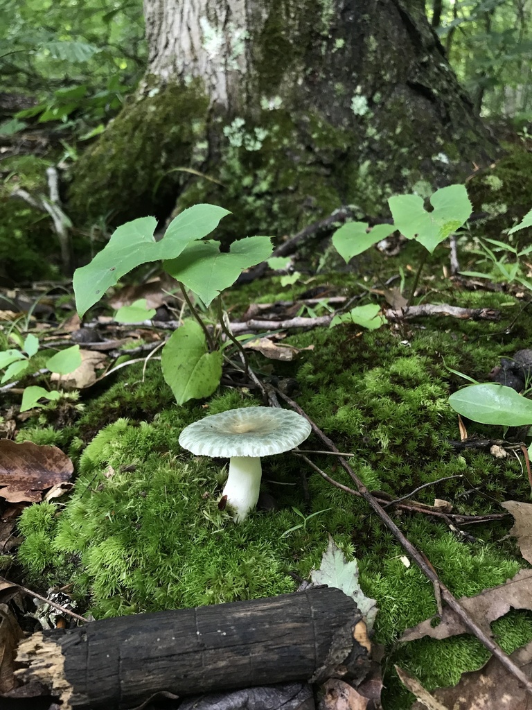 Blue-green Cracking Russula from Albert Johnson Rd, Nashville, IN, US ...