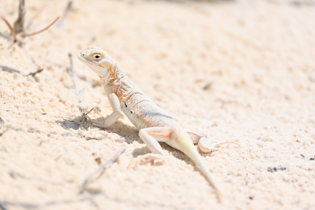 Bleached Earless Lizard from White Sands National Park, Alamogordo, NM ...