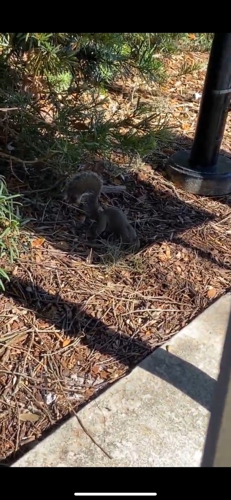Eastern Gray Squirrel from El Paso Zoo, El Paso, TX, US on July 1, 2021 ...