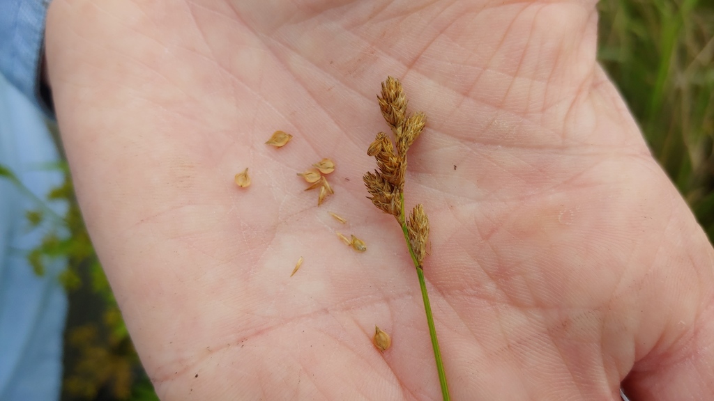 Missouri sedge in July 2021 by Ryan Sorrells · iNaturalist