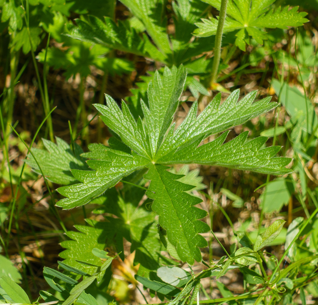 slender cinquefoil (Potentilla gracilis) - Botanical Realm