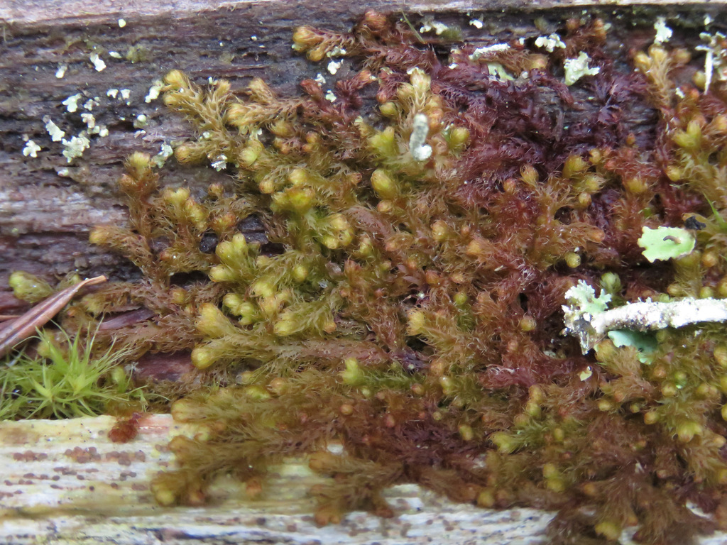 Ptilidium from Cowichan Valley, British Columbia, Canada on May 8, 2021 ...