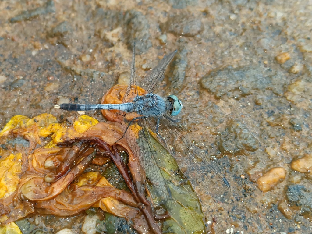 Chalky Percher from Kandy, Sri Lanka on July 09, 2021 at 11:39 AM by ...