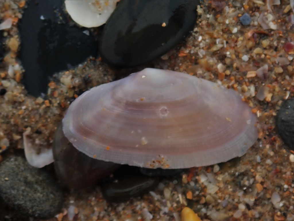 Livid Sunset Clam from Sandy Beach New South Wales, Australia on July ...