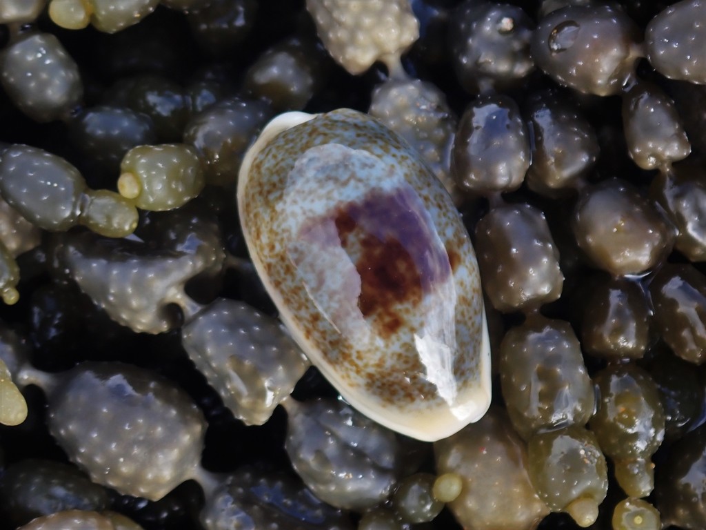 Erroneous Cowry from Woolgoolga NSW 2456, Australia on July 09, 2021 at ...